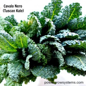 Tuscan Kale With Mushrooms, Garlic, Lemon and Parmesan